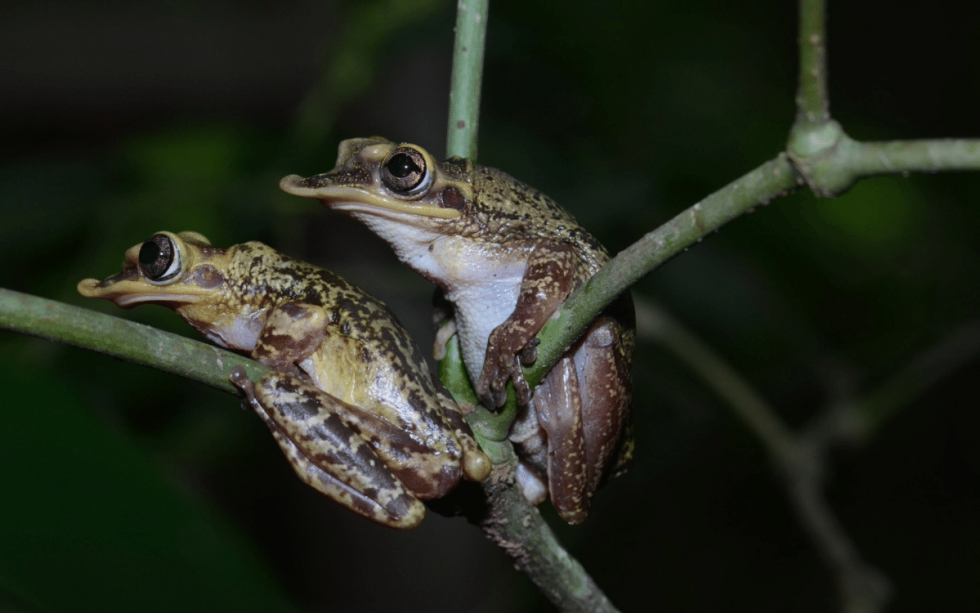 Reptile and Amphibian Encounters in Mayan ruins