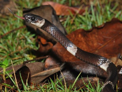 Tropidodipsas fasciatus. New record of snail-eating snake.