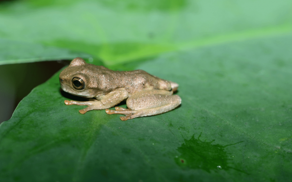 Spikethumb frogs on the brink of extinction.