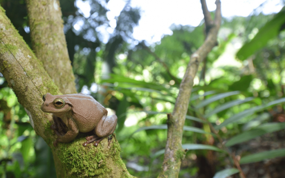 Reptile and Amphibian Diversity in Guatemala - Indigo Expeditions
