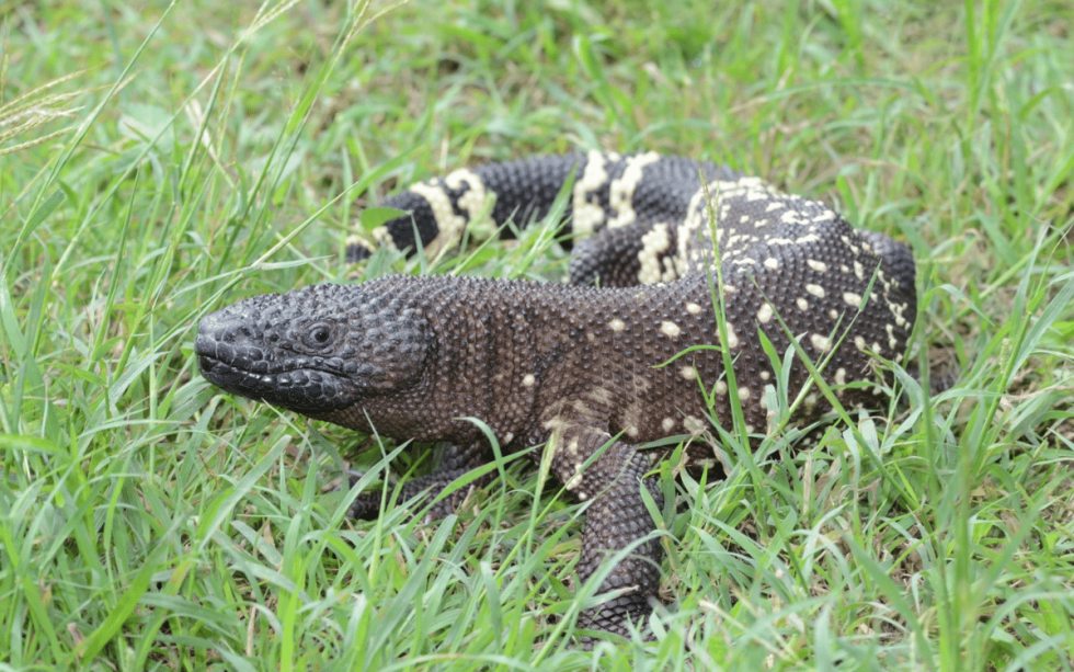 Reptile and Amphibian Diversity in Guatemala - Indigo Expeditions